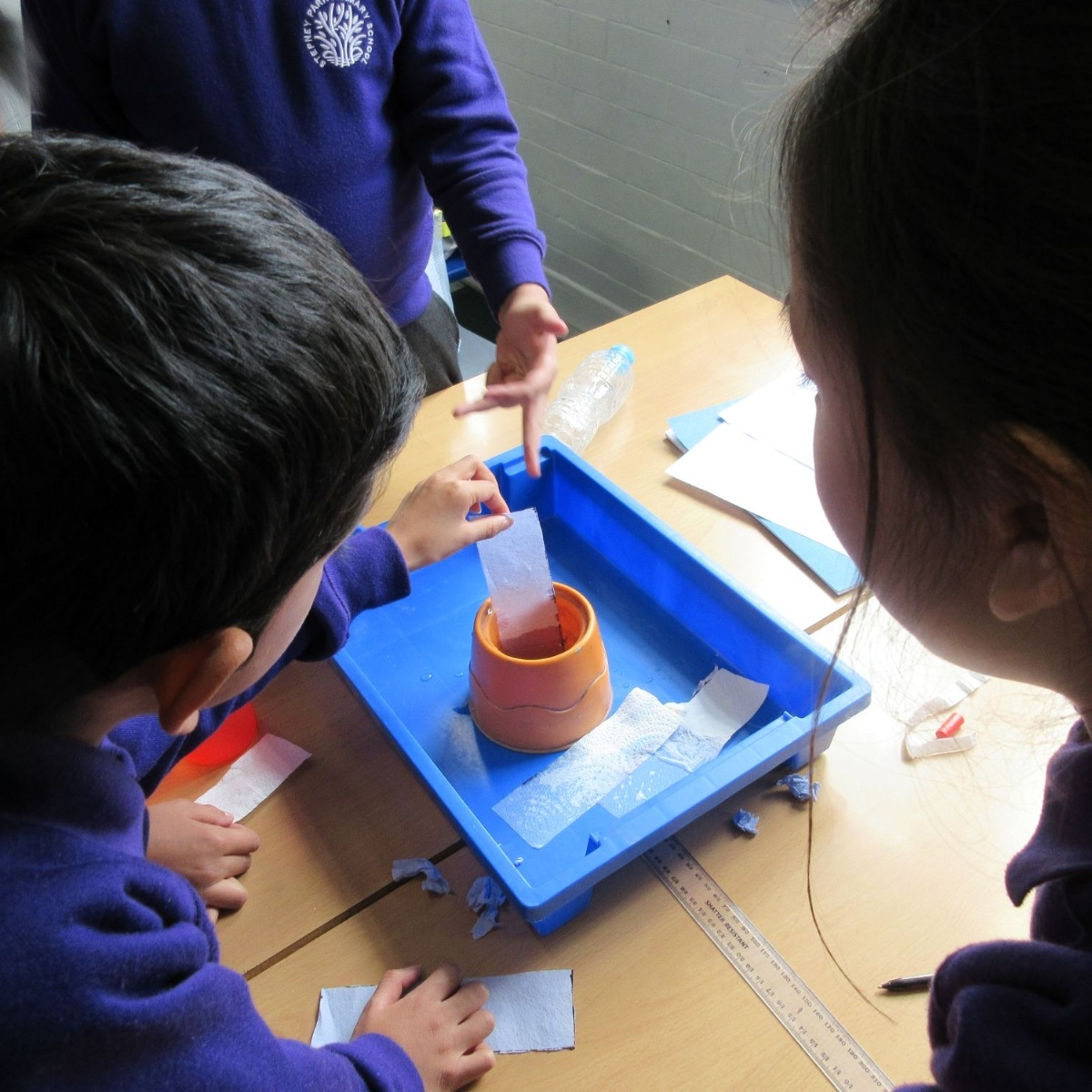 5 Pine Scientists - Stepney Park Primary School