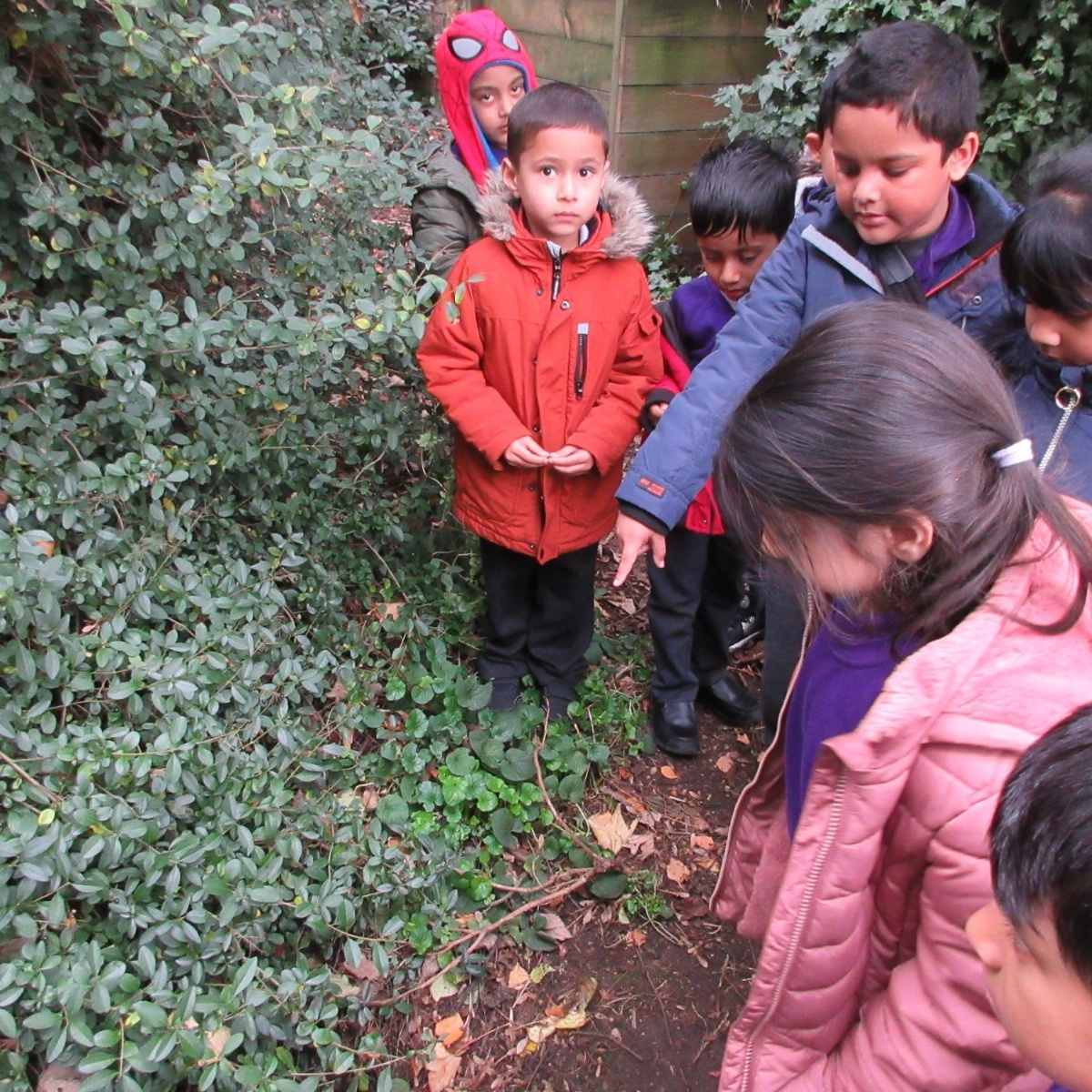 1 Pine Go Exploring - Stepney Park Primary School